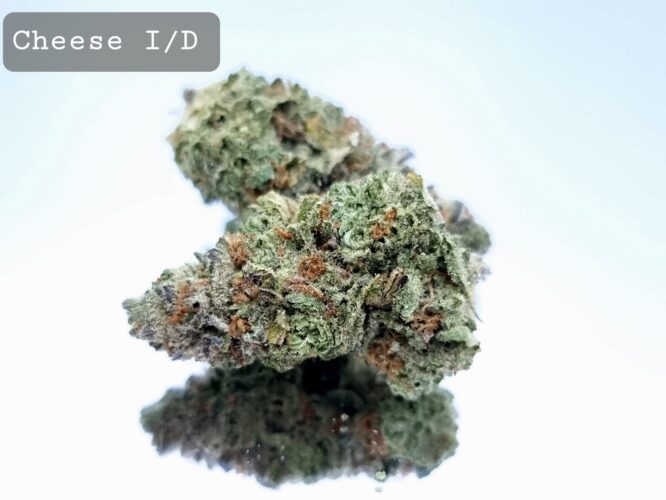 Indoor Cheese p/g | Cannabis - The Dope Warehouse