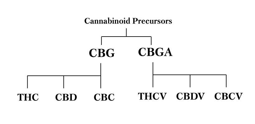 What are Cannabinoids? - The Dope Warehouse