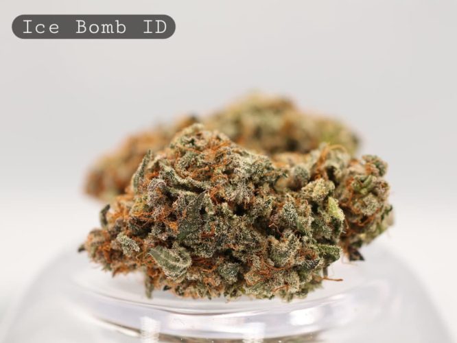 Indoor Ice Bomb (p/g) - The Dope Warehouse